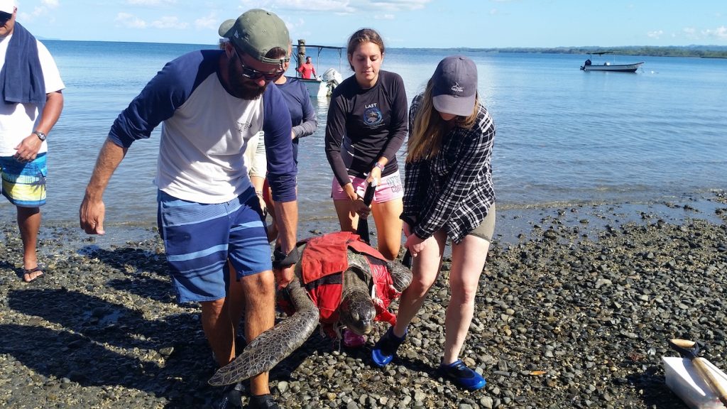 Costa Rica Sea Turtle project5 | Global Nomadic