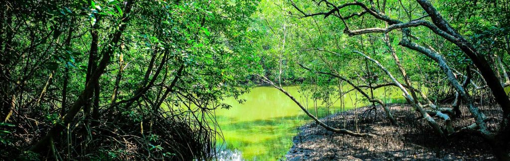 Thai-conservation-banner | Global Nomadic