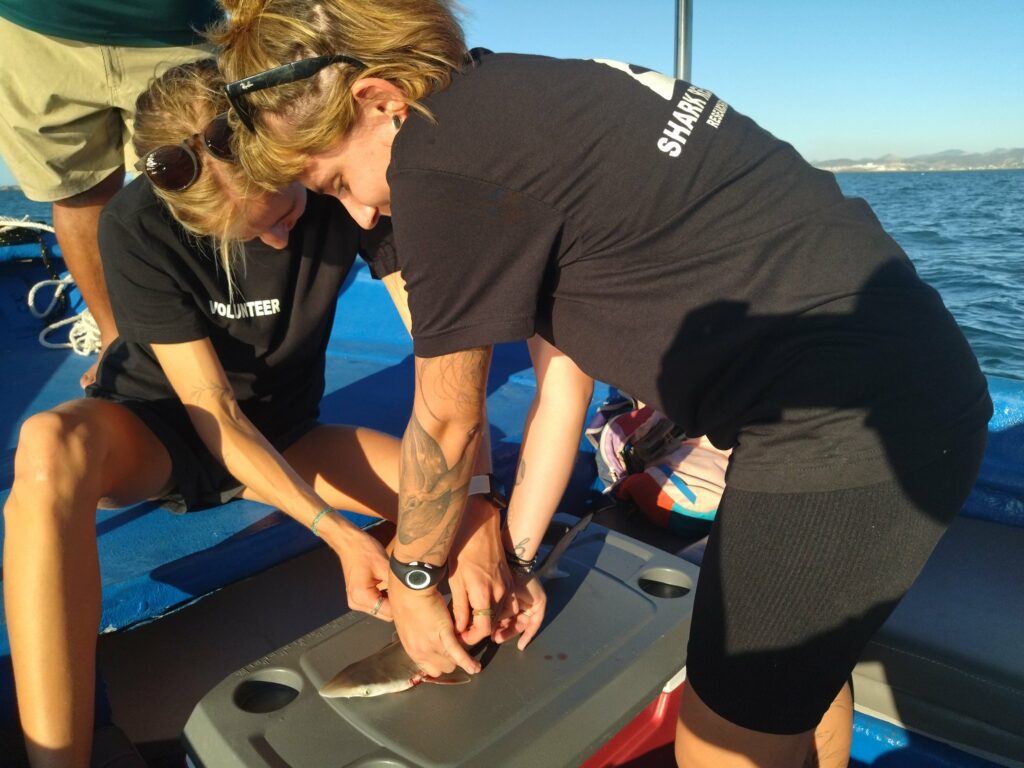 Shark+Research+Internship+program | Global Nomadic